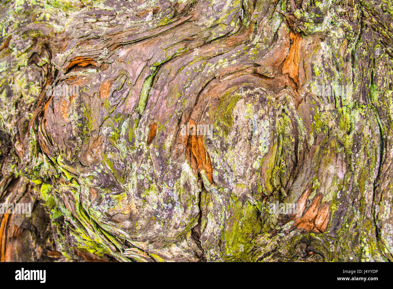 Colorful natural wood grain texture from tree Stock Photo - Alamy