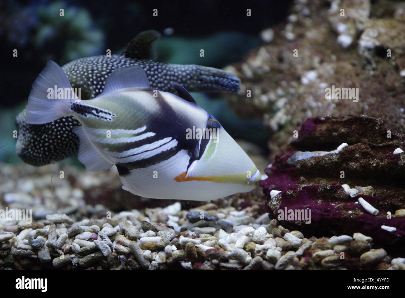 Picasso fish hi-res stock photography and images - Alamy