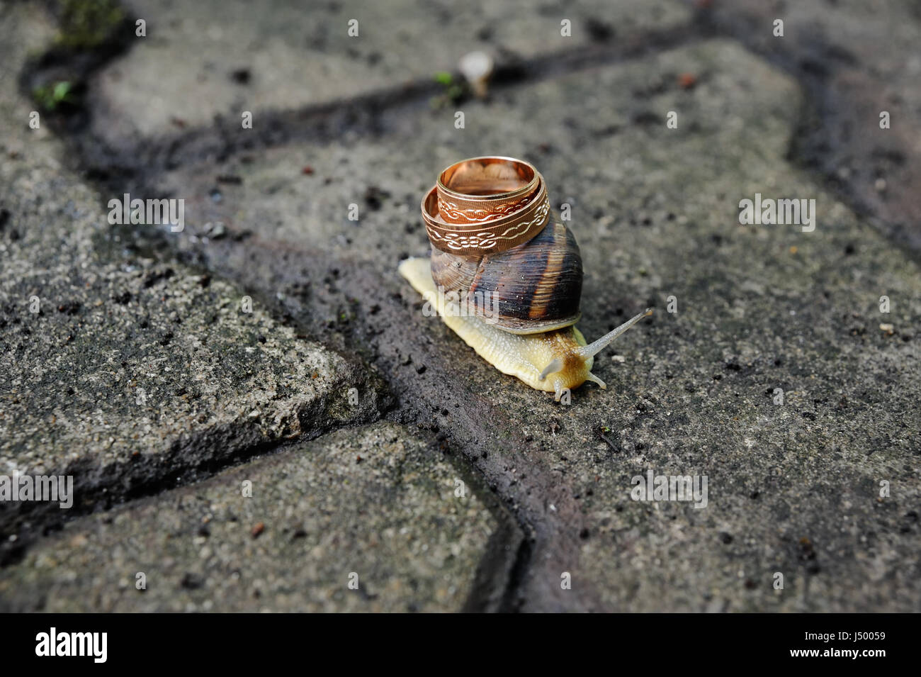wedding rings on the shell of a snail Stock Photo - Alamy