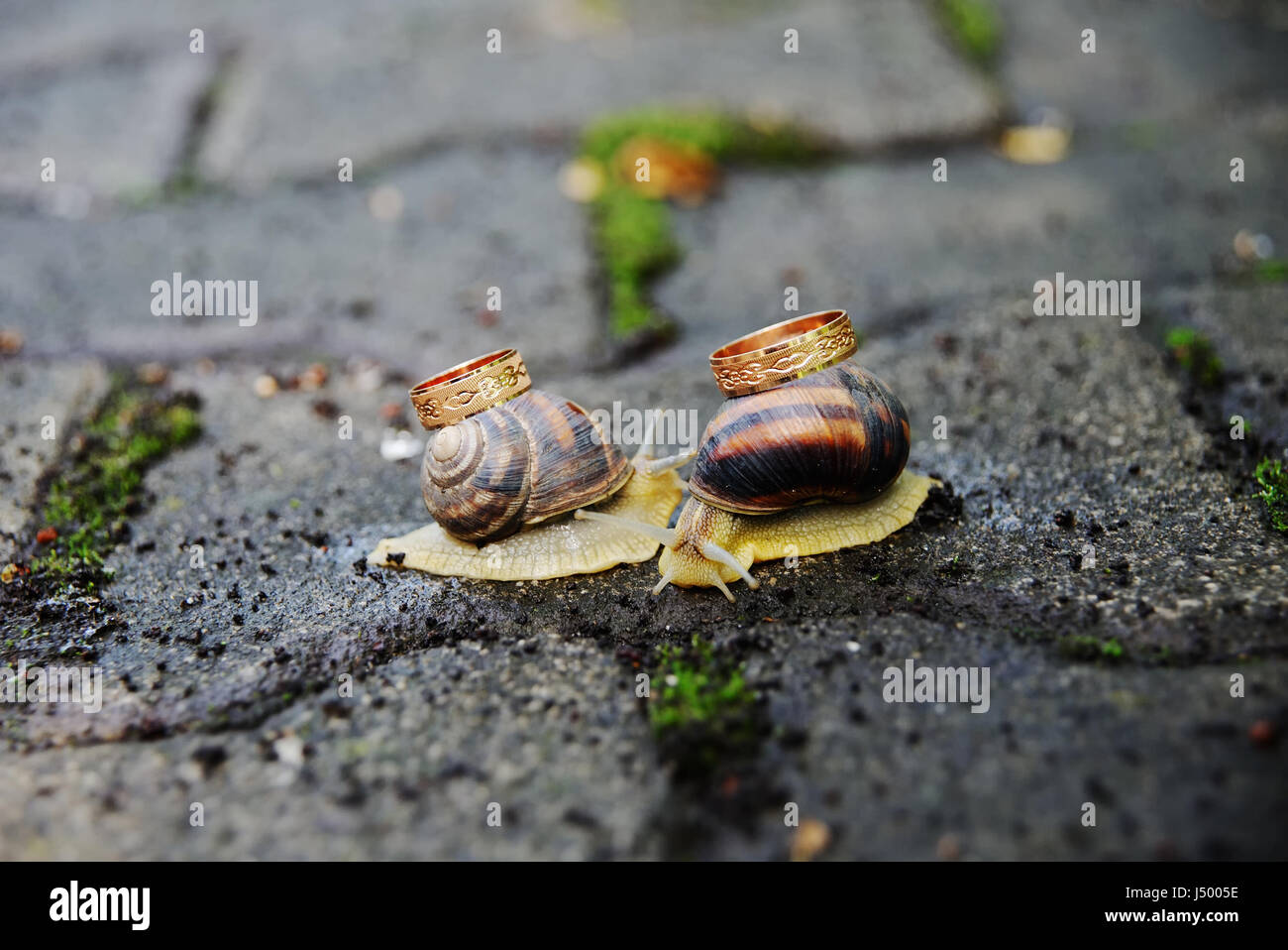 wedding rings on snails. Snails kiss Stock Photo - Alamy