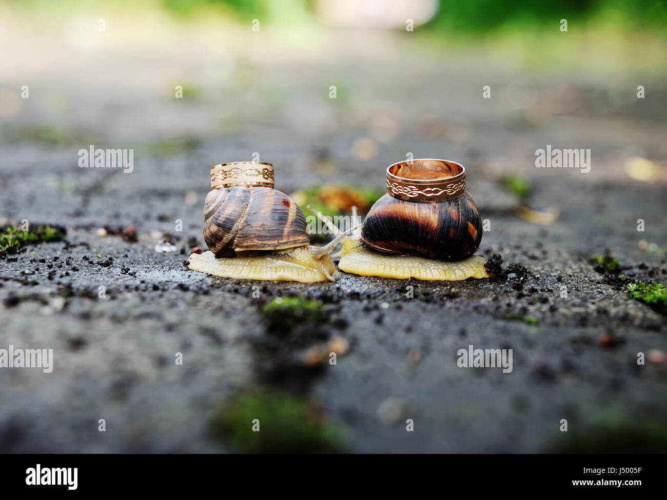 wedding rings on snails. Snails kiss Stock Photo - Alamy