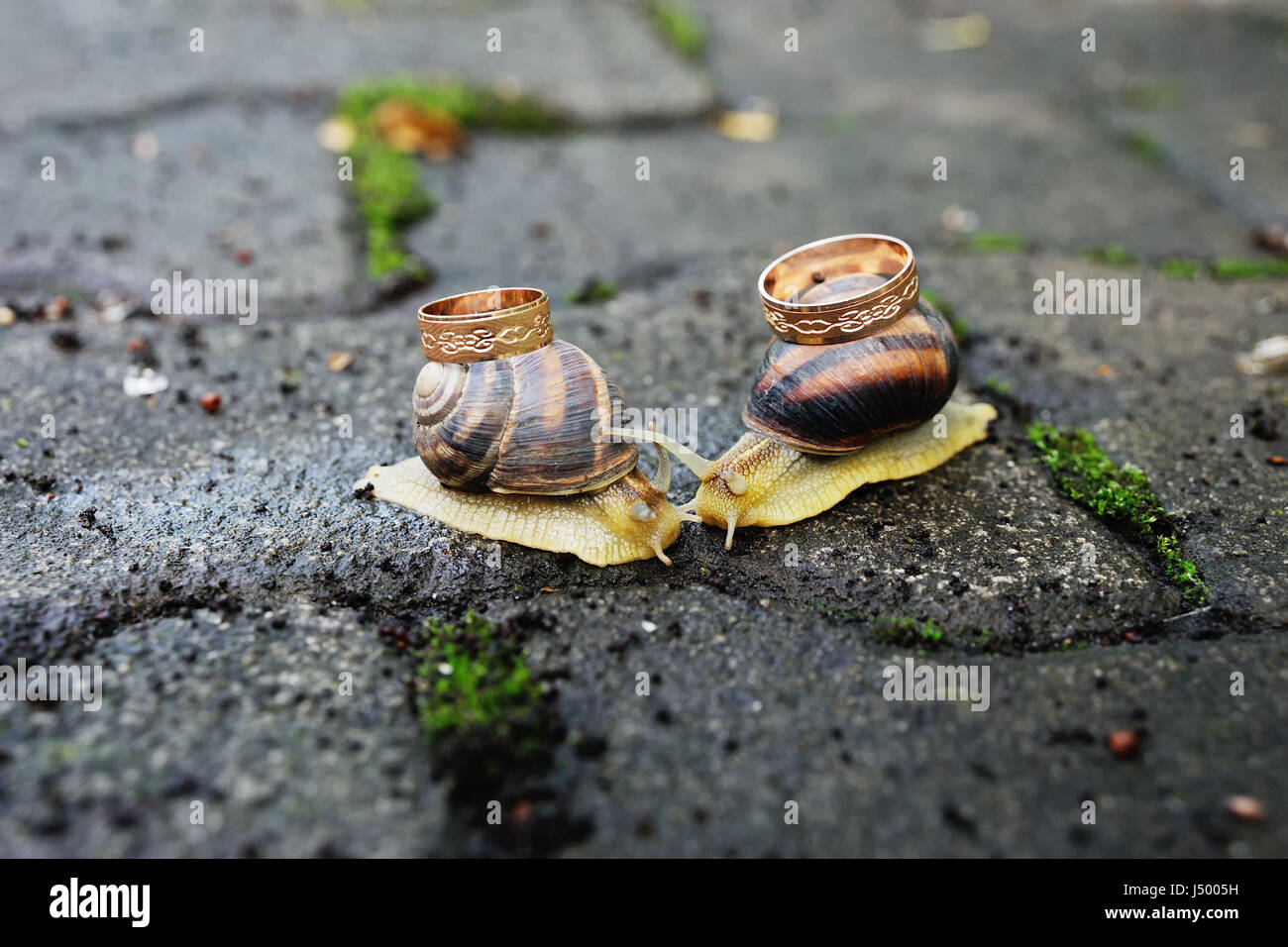 wedding rings on snails. Snails kiss Stock Photo - Alamy