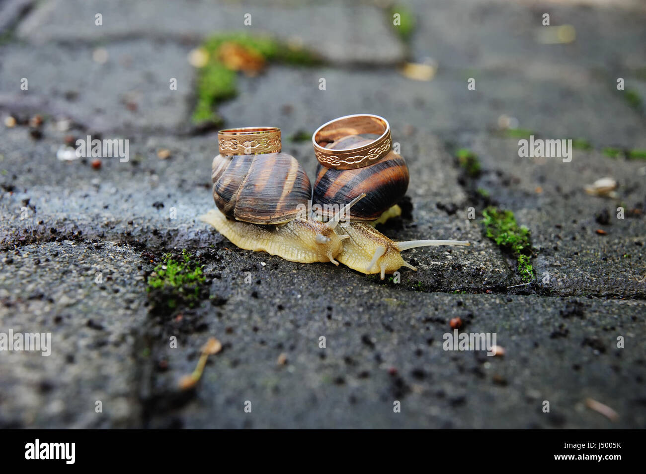 wedding rings on snails. Snails kiss Stock Photo - Alamy
