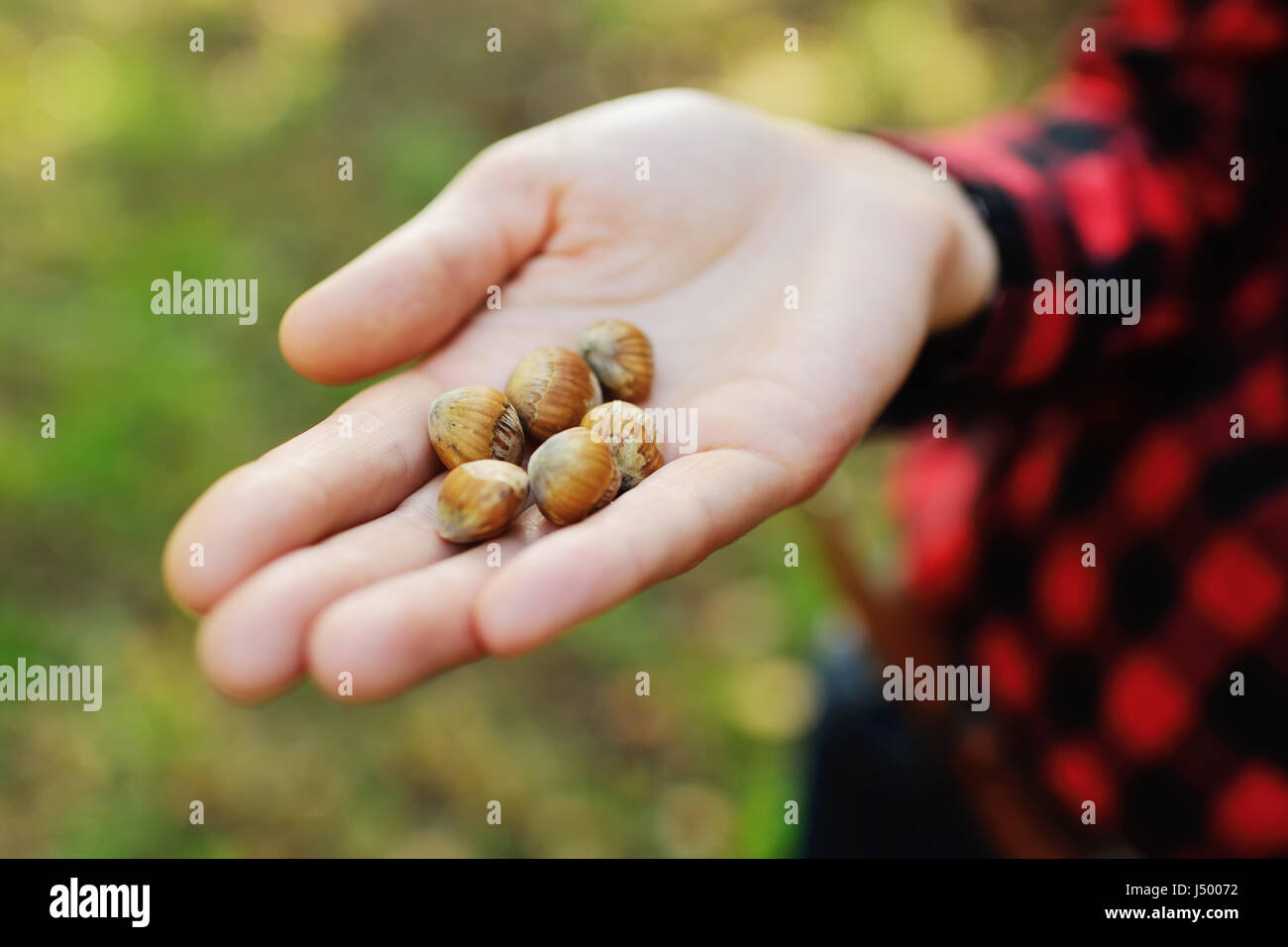 Hazelnuts in women's hands Stock Photo - Alamy
