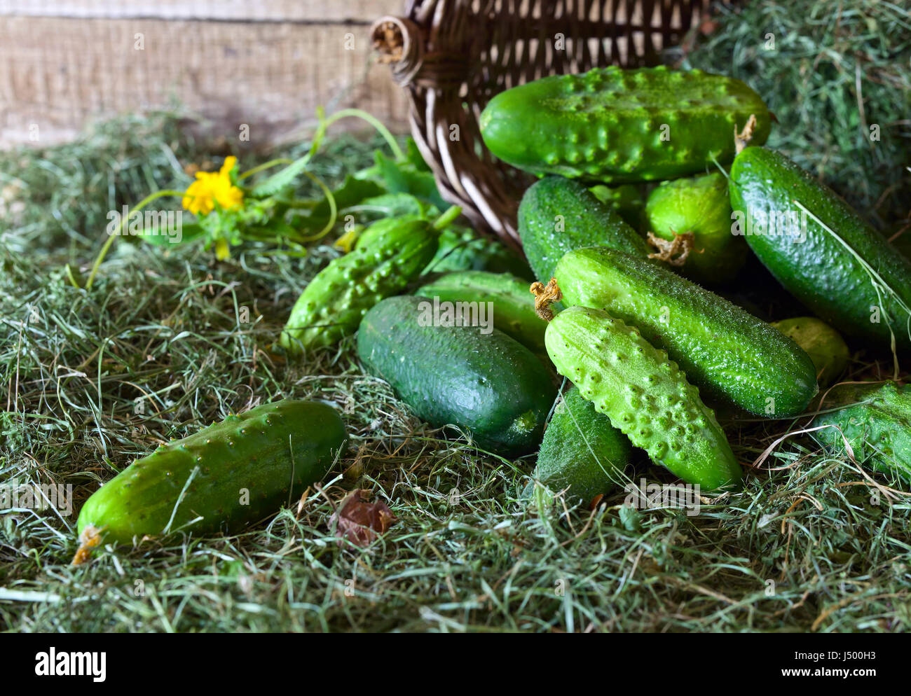 Fresh green cucumbers , natural vegetables organic food Stock Photo - Alamy