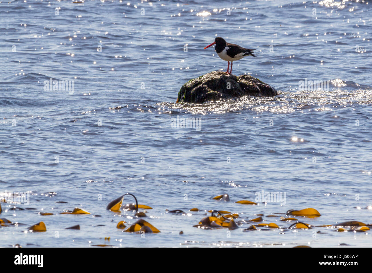 Molluscs in coastal areas hi-res stock photography and images - Alamy