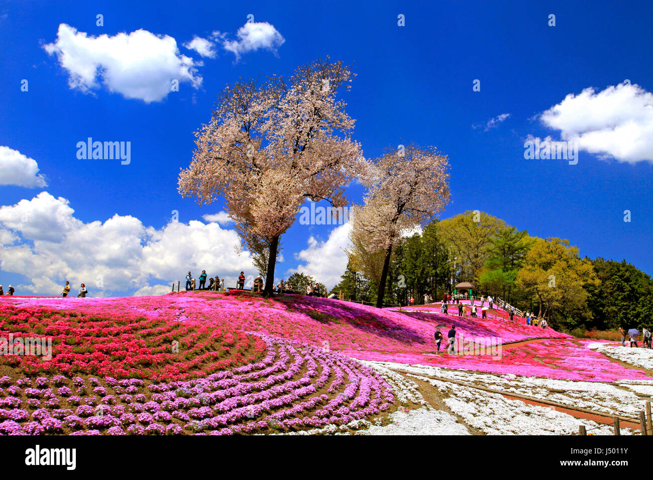 Misato and park hi-res stock photography and images - Alamy