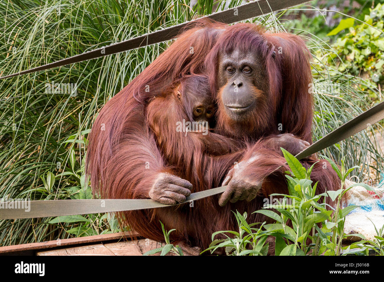 Orangutan mother and baby having a reassuring cuddle The young ...