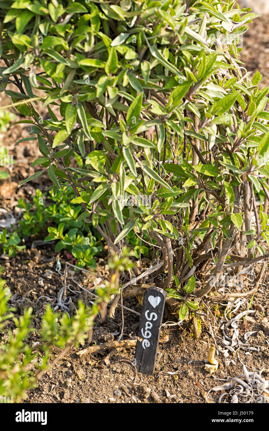 Fresh young sprouting Sage in a veggie garden with selective focus and ...