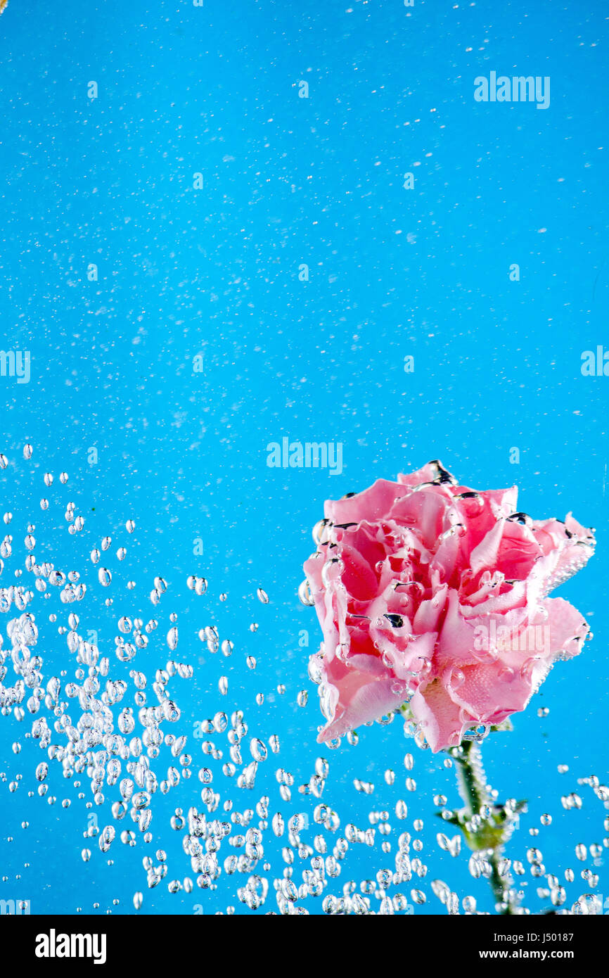 Red carnation flowers on a blue sky background for cards and letters ...