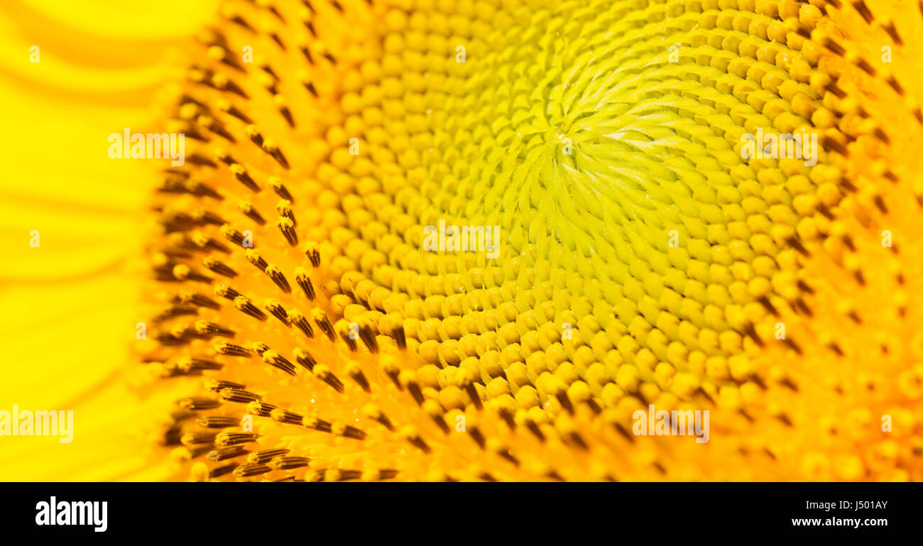 Sunflower detail. Macro picture of the core of a sunflower Stock Photo ...