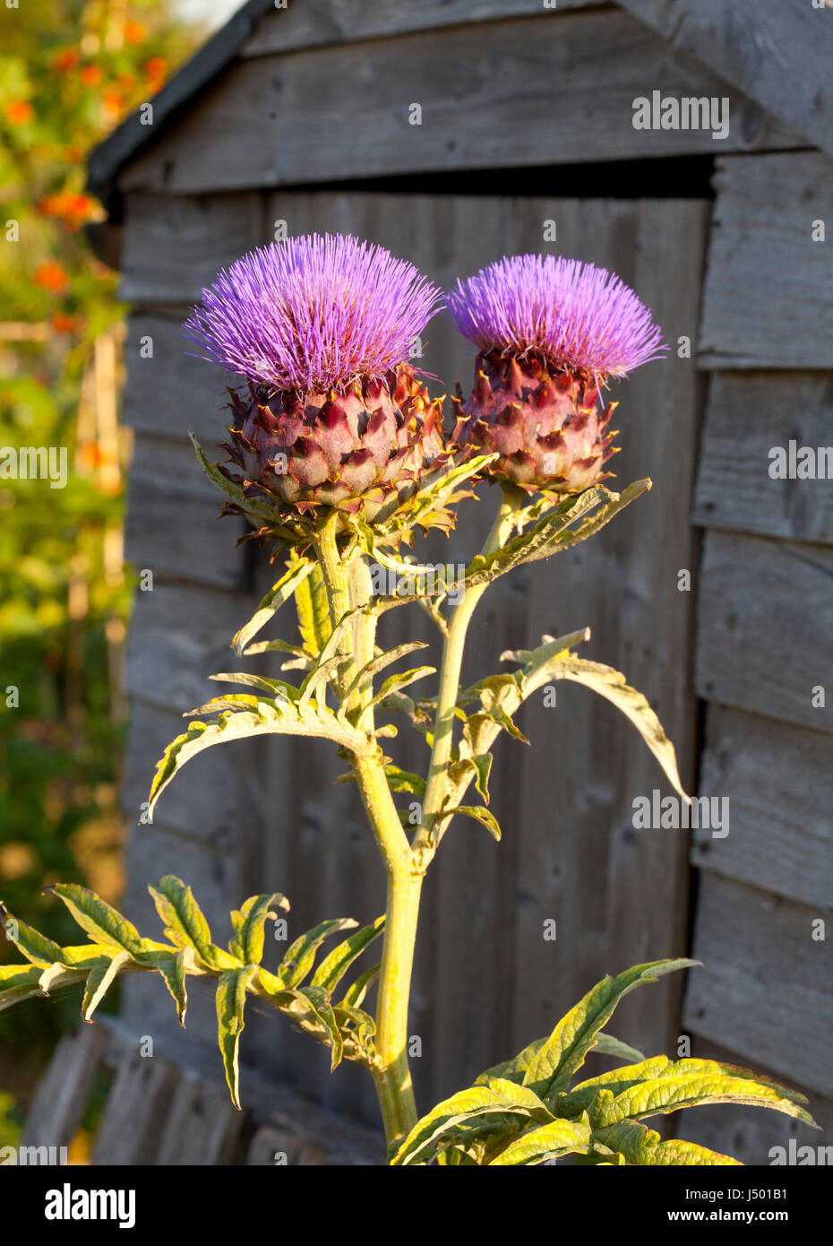 A thistle plant with seedhead flowers in summer sunshine with old ...