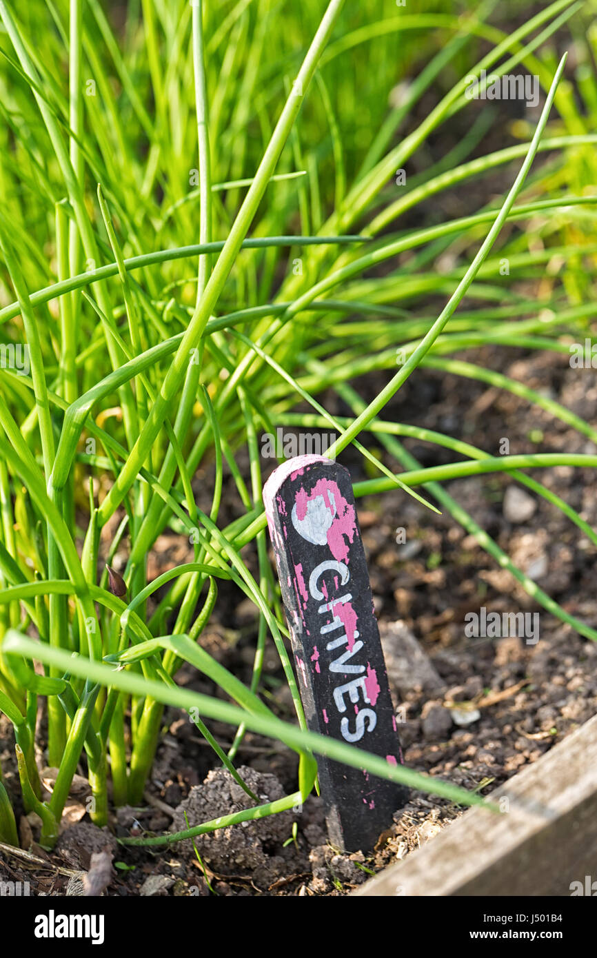 Fresh young sprouting Chives in a veggie garden with selective focus ...