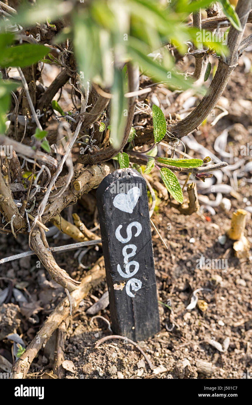 Veggie garden hi-res stock photography and images - Alamy