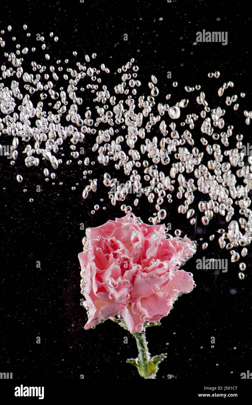 Red carnation flowers on a black background for cards and letters Stock ...