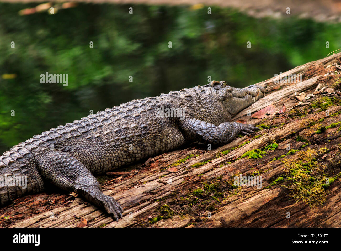 crocodile sleeping on wood at khao yai nationalpark Stock Photo - Alamy