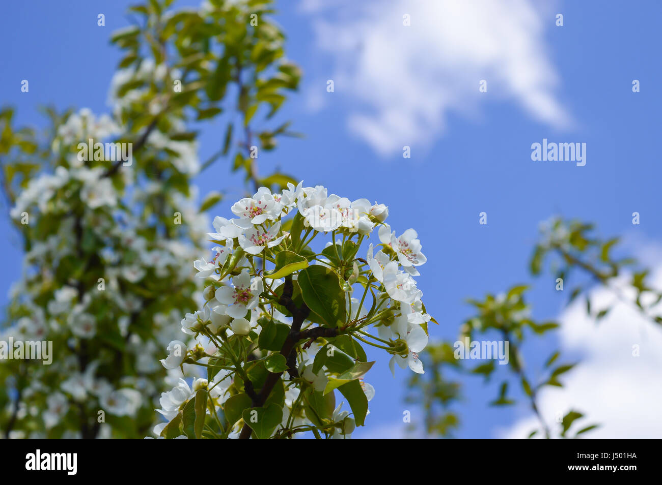 Blooming pear tree in the garden in sunny weather Stock Photo - Alamy