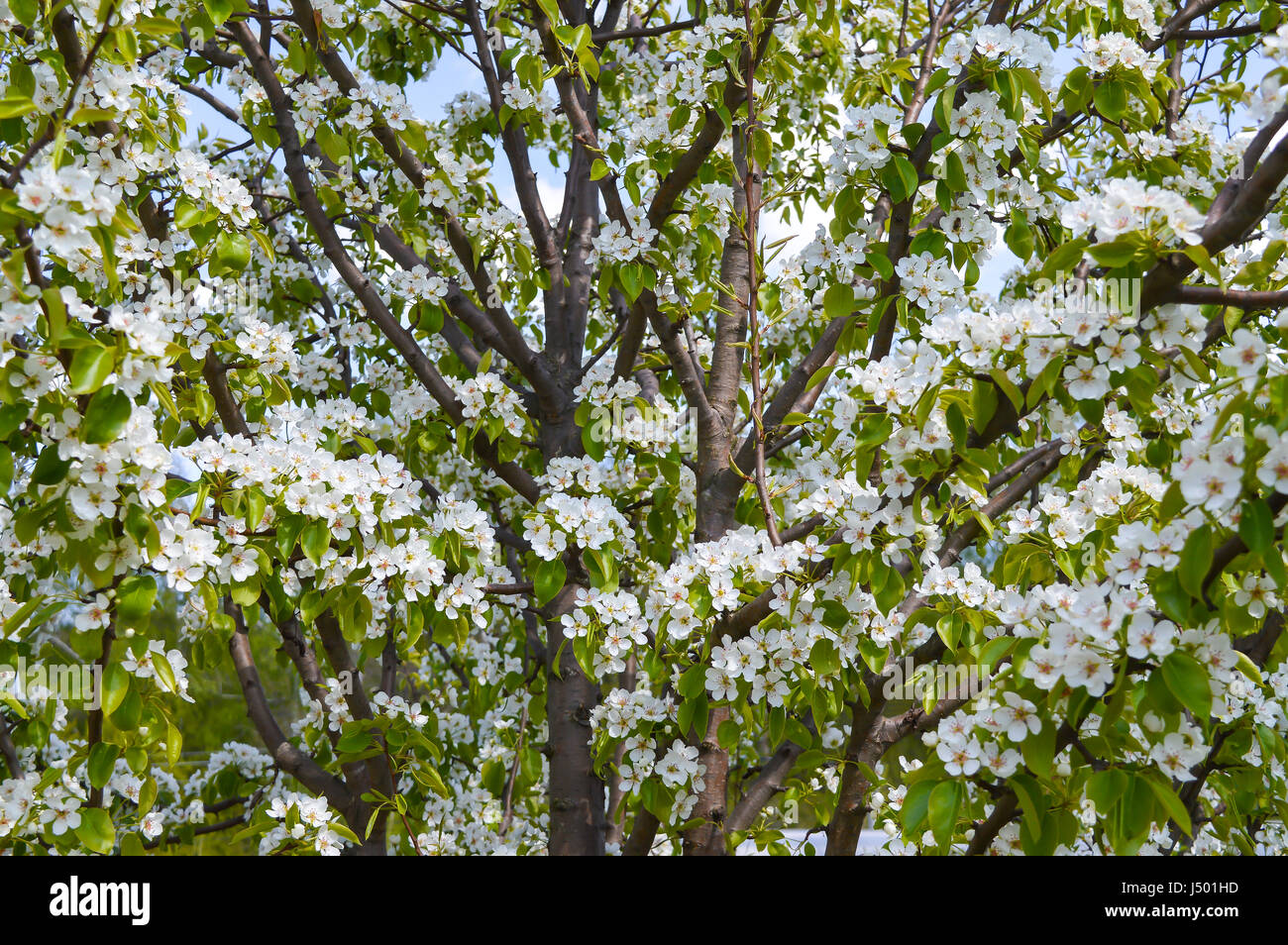 Blooming pear tree in the garden in sunny weather Stock Photo - Alamy