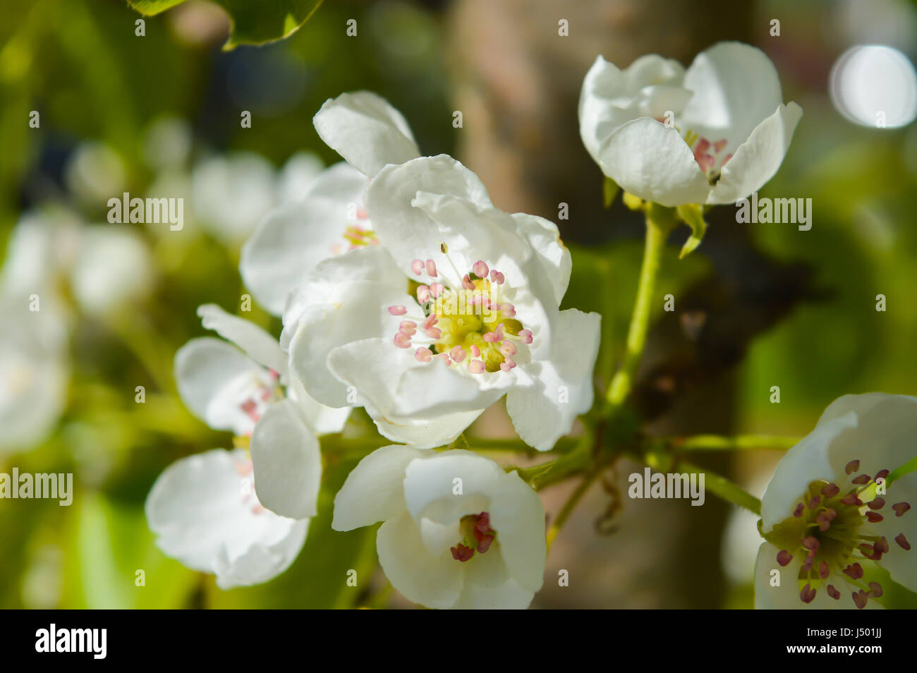 Blooming pear tree in the garden in sunny weather Stock Photo - Alamy