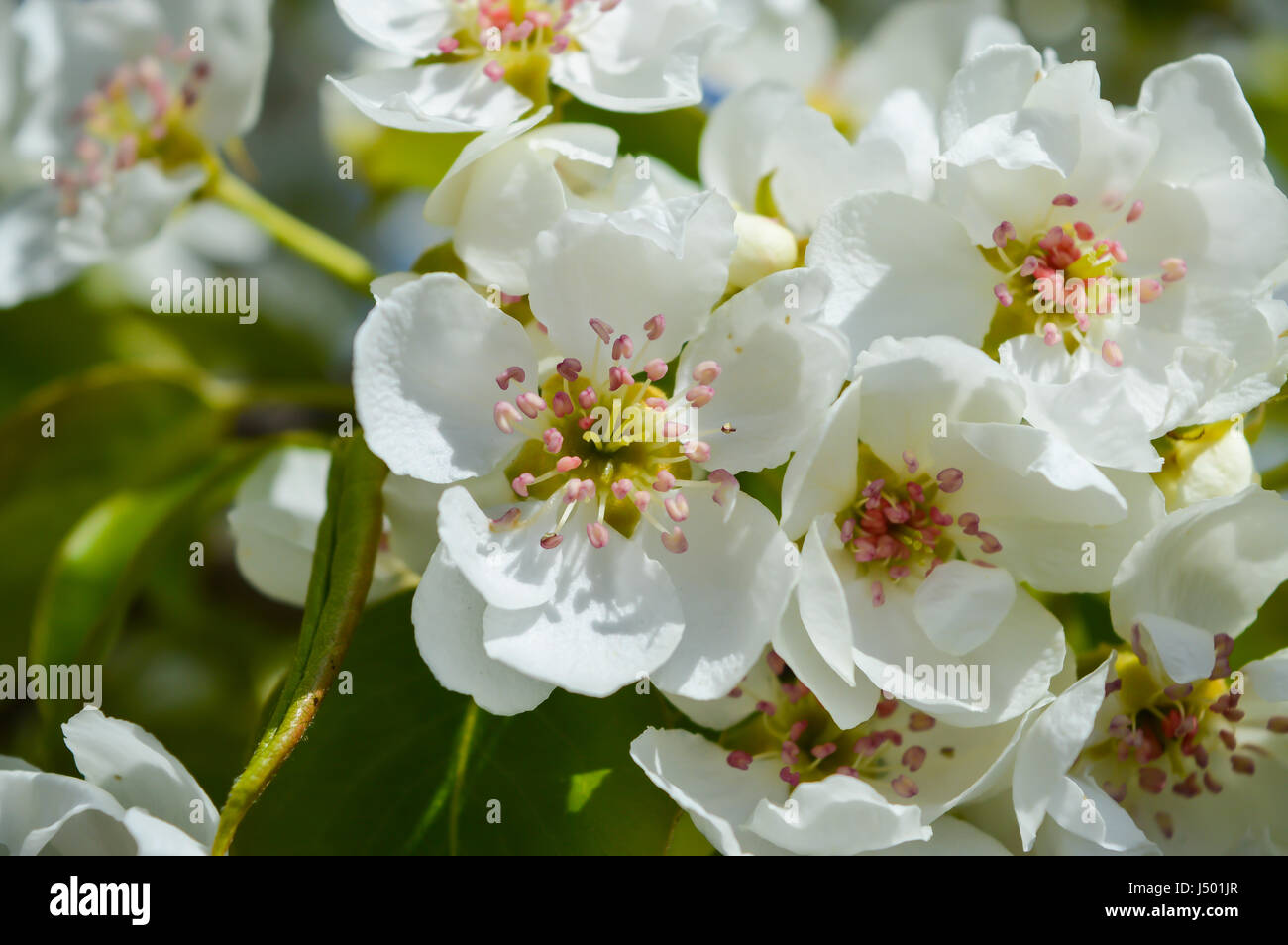 Blooming pear tree in the garden in sunny weather Stock Photo - Alamy