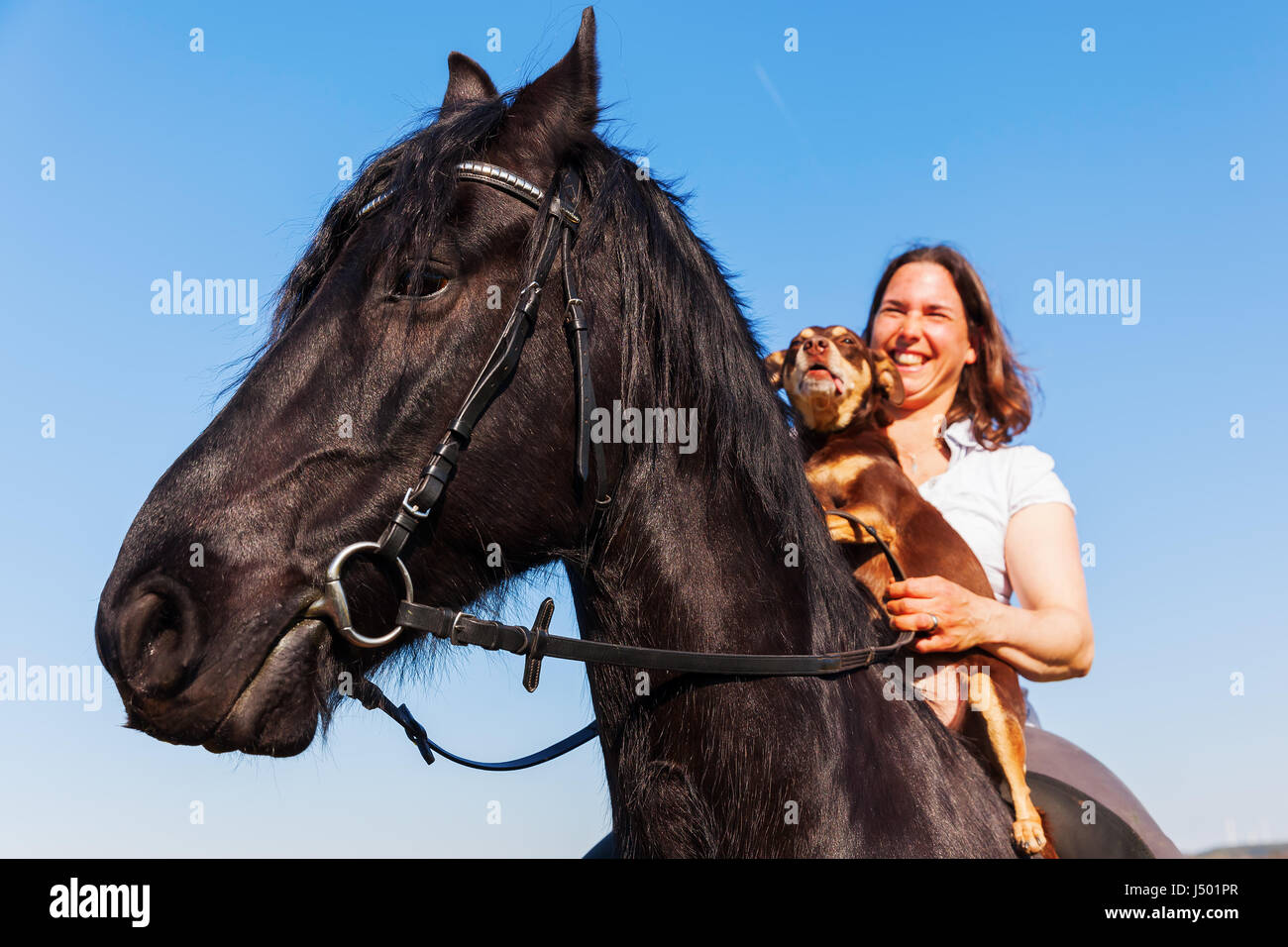 woman sitting together with a dog on a Friesian horse Stock Photo - Alamy