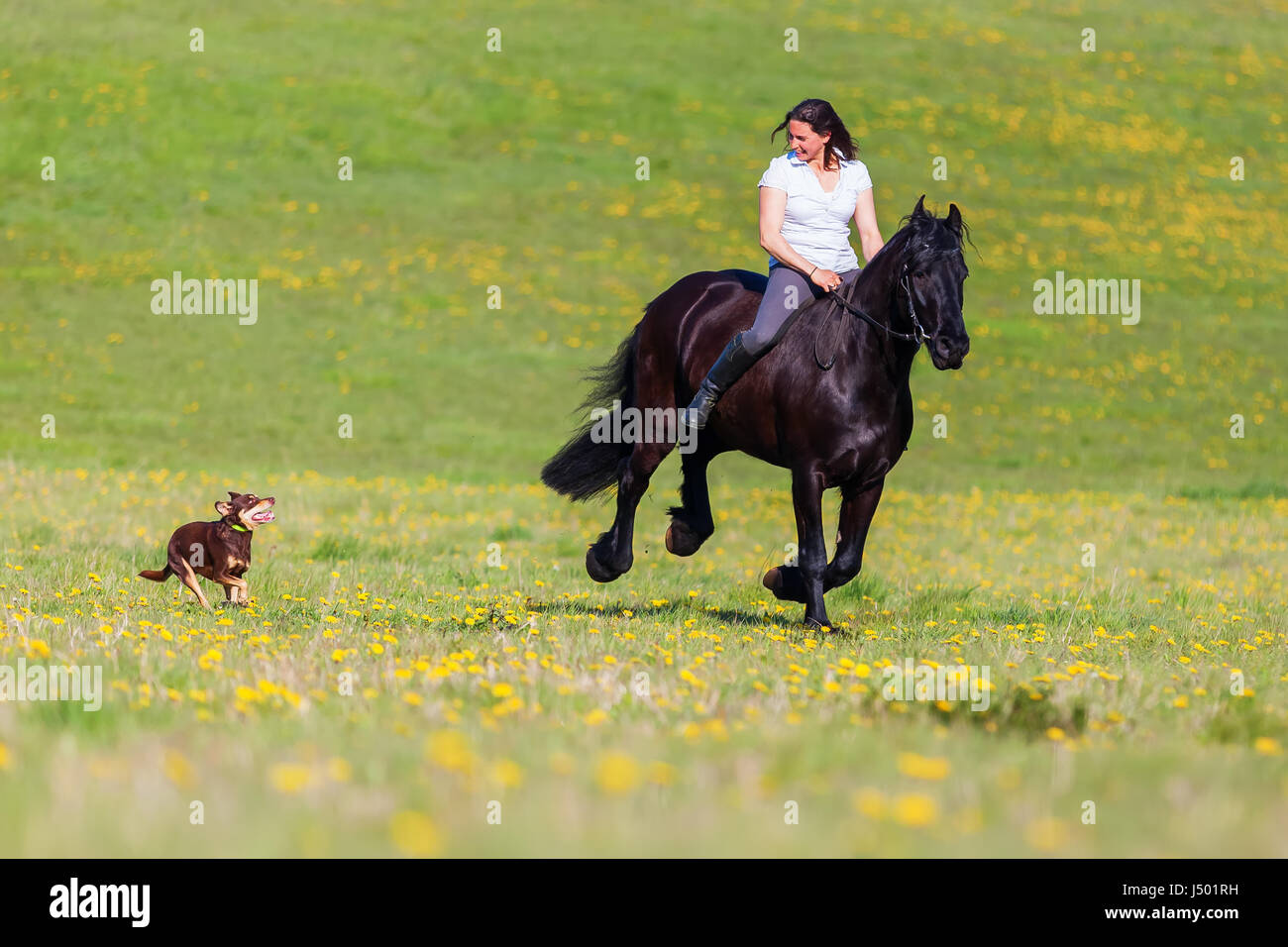 woman riding a Friesian horse on a field Stock Photo - Alamy