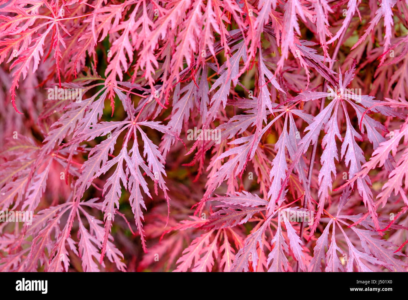 Red Japanese maple leaves Stock Photo - Alamy