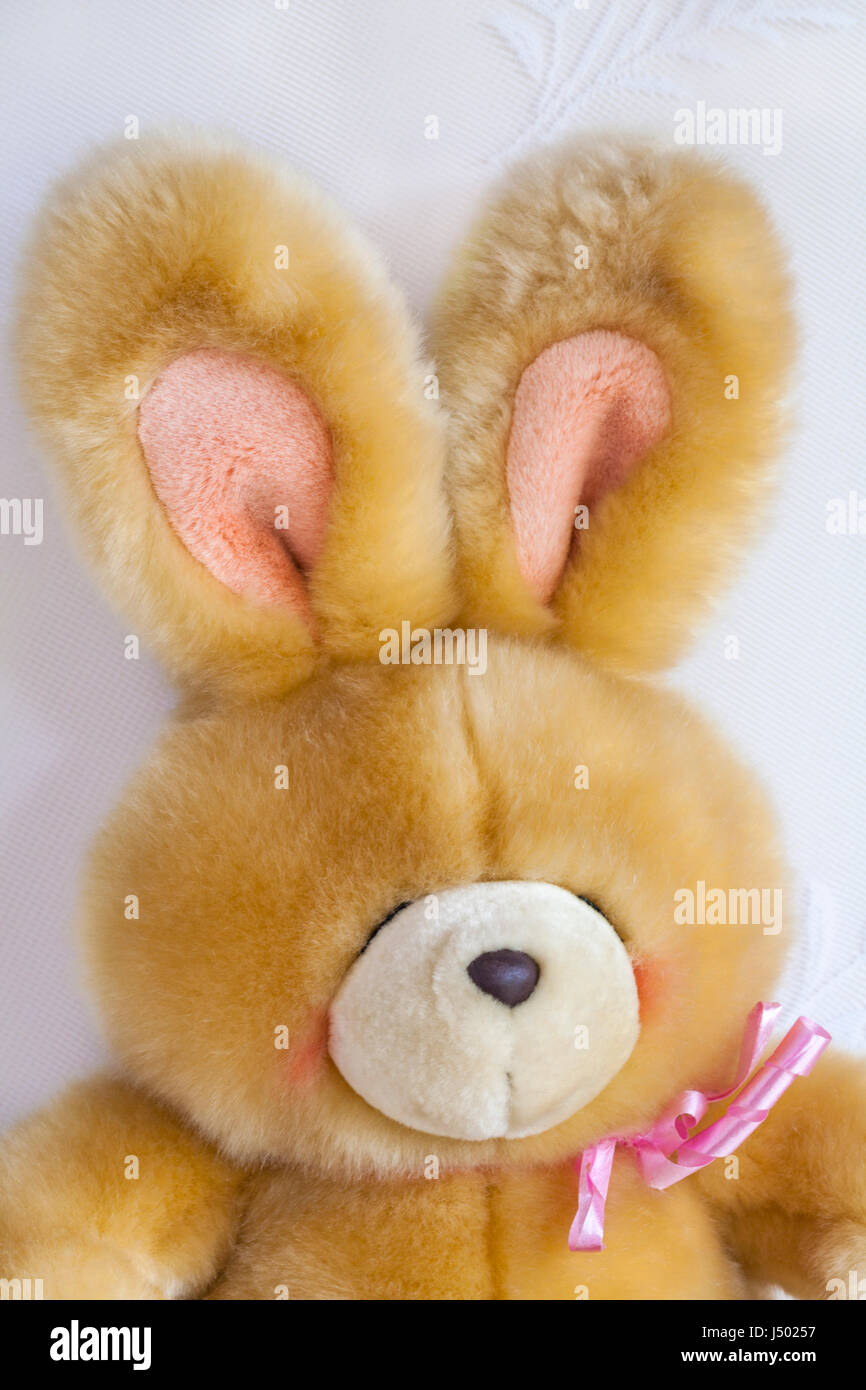 Cute bunny rabbit hi-res stock photography and images - Alamy