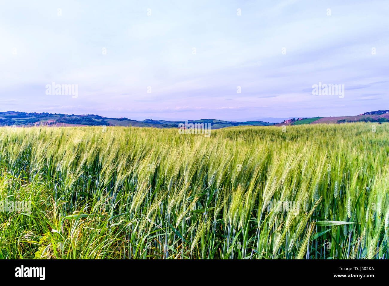 Wheat fields, Val d'Orcia, Tuscany Italy Stock Photo - Alamy