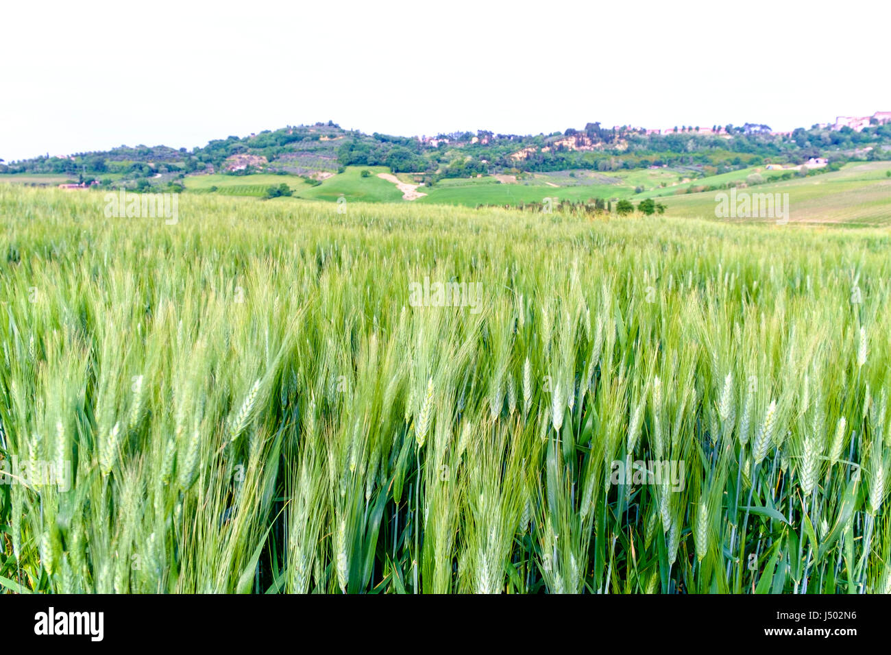 Wheat fields, Val d'Orcia, Tuscany Italy Stock Photo - Alamy