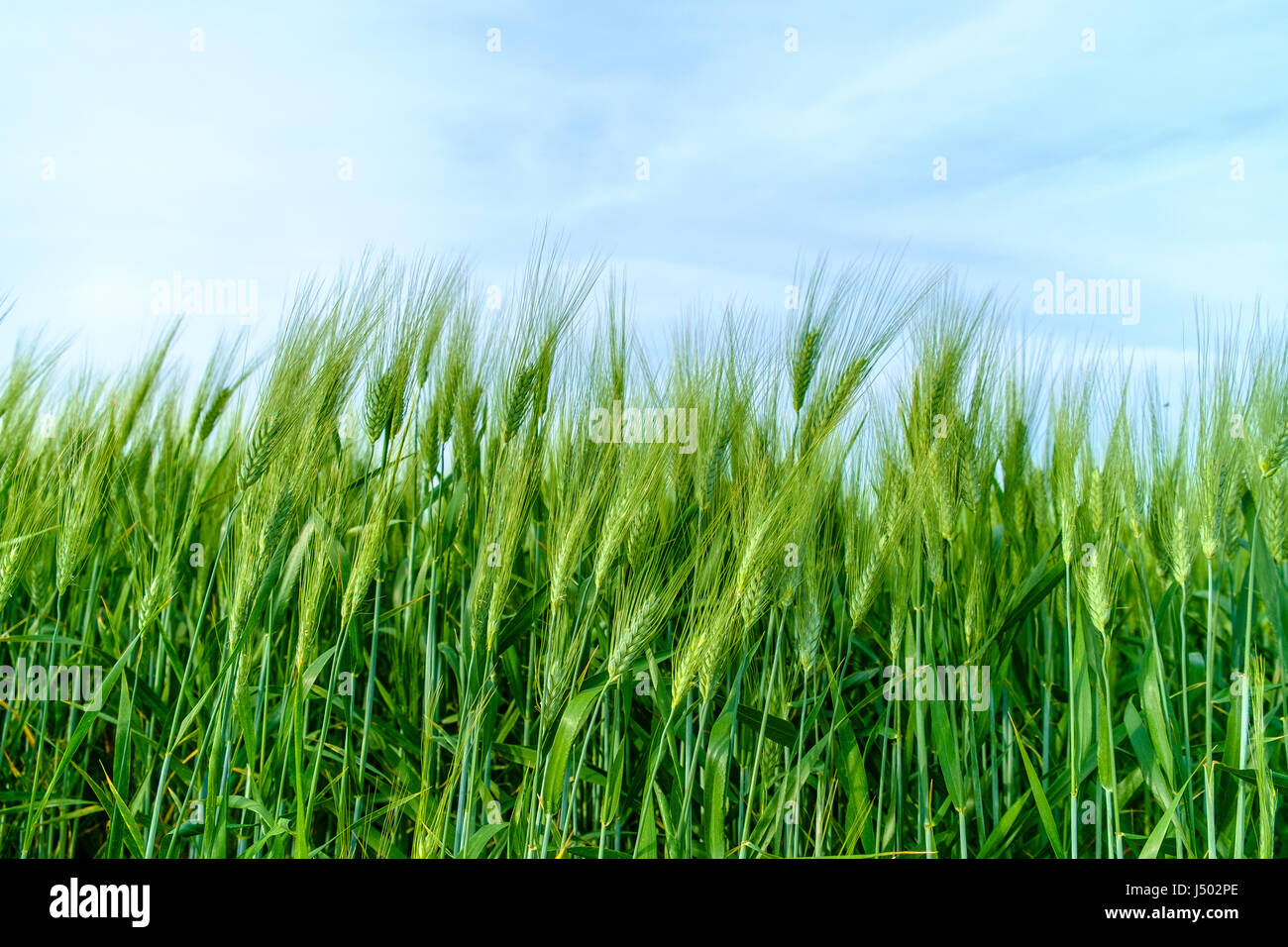 Wheat fields, Val d'Orcia, Tuscany Italy Stock Photo - Alamy