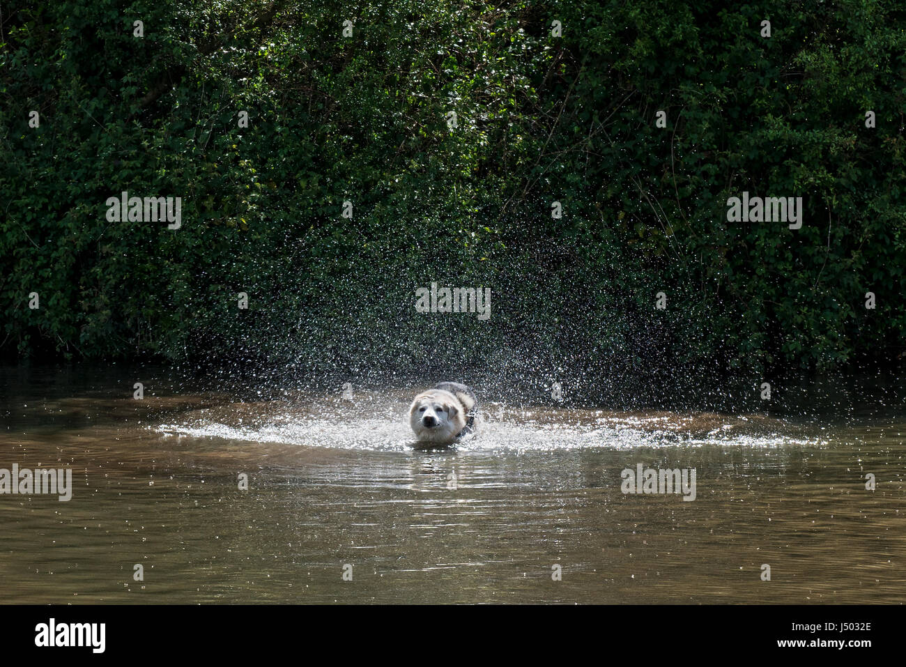 Image of a dog paddling the river Ver which forms a ford at ...