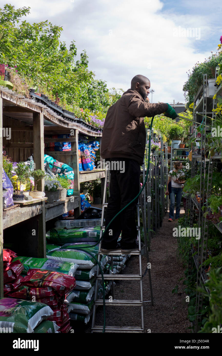 Worker watering plants at a garden centre in Stoke Newington,London,UK ...