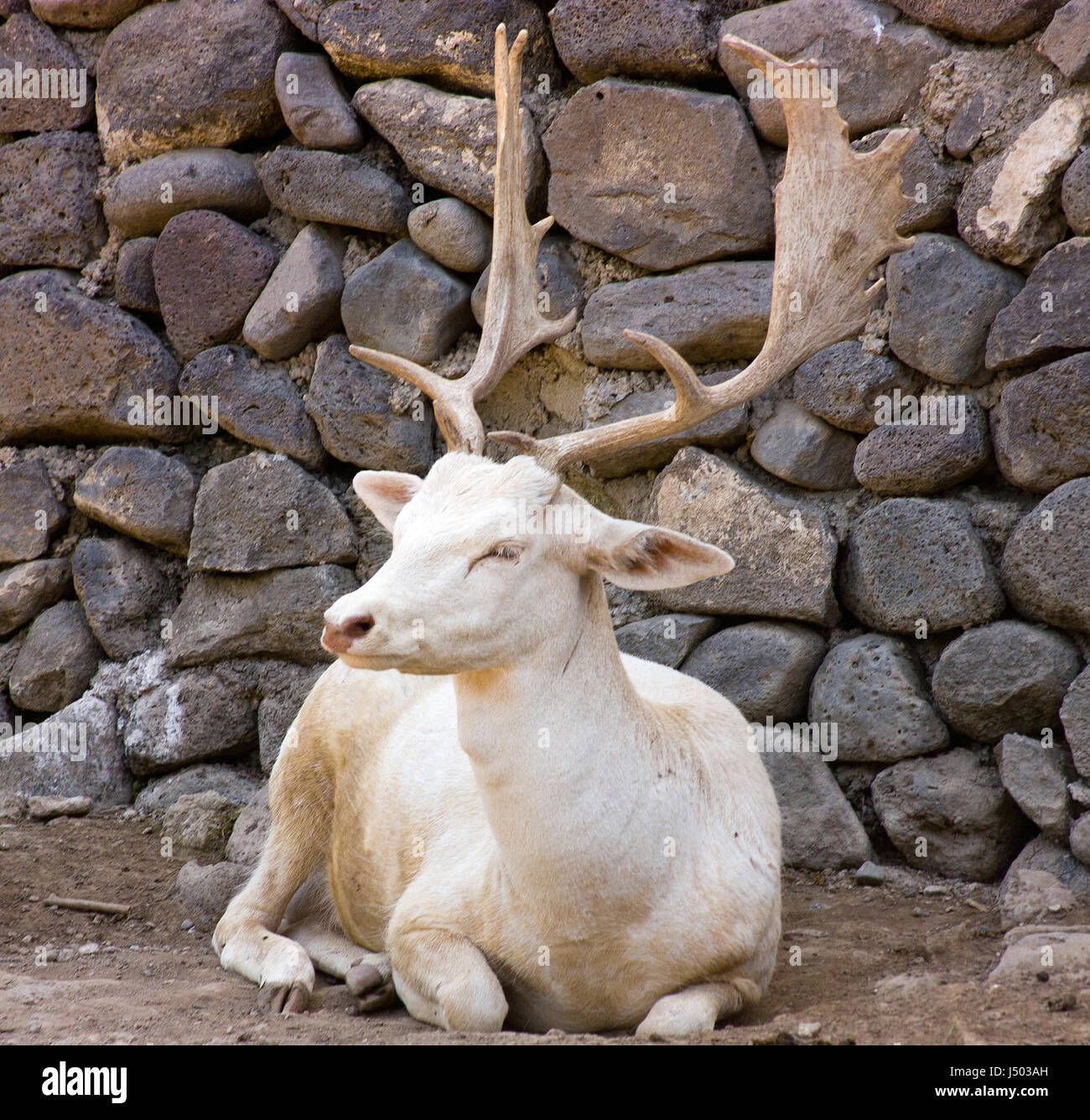 Deer in the open zoo Stock Photo - Alamy