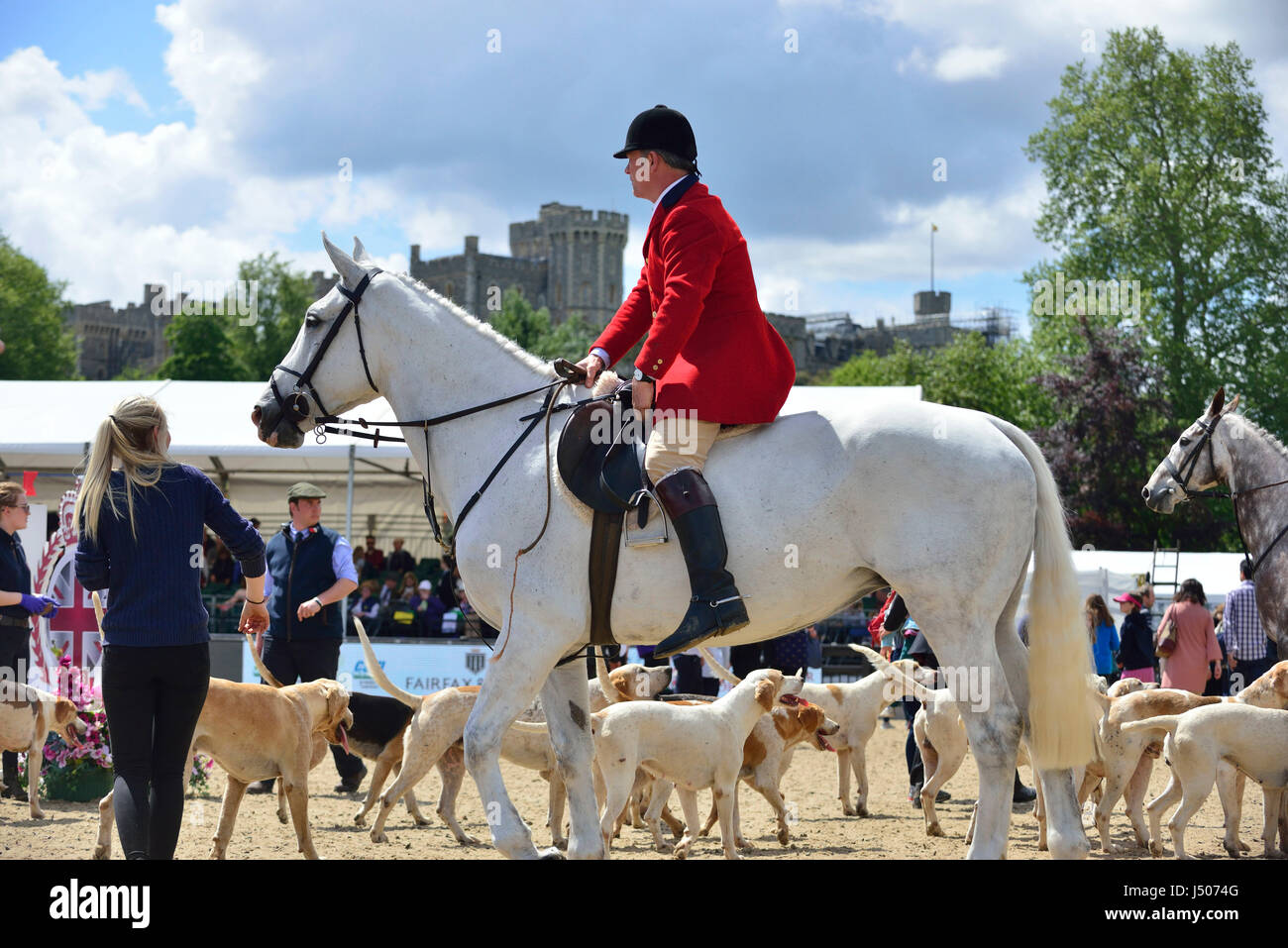 English Hunting Horse High Resolution Stock Photography and Images - Alamy