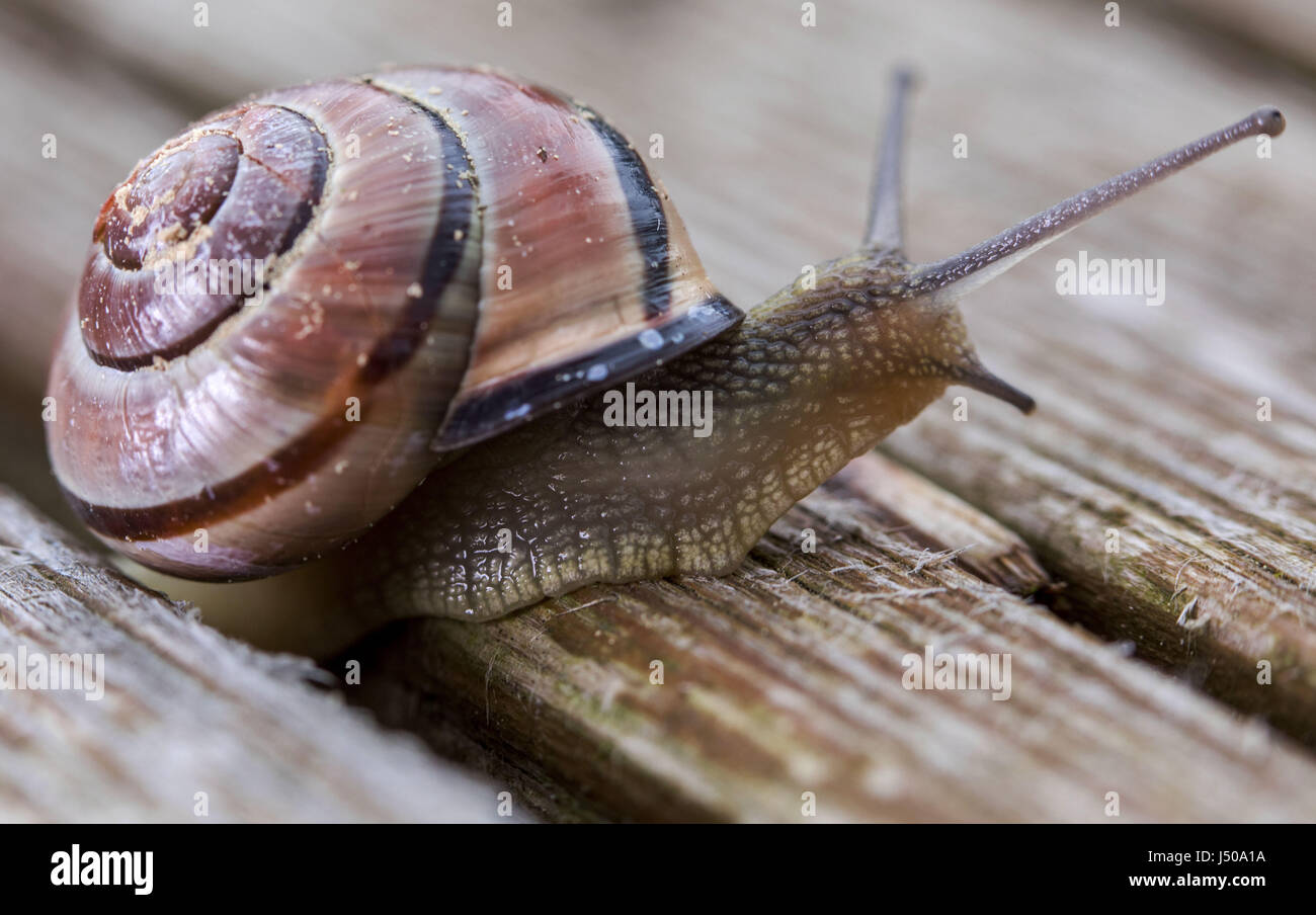 Renzow, Germany. 15th May, 2017. A Helicidae snail can be seen on a ...
