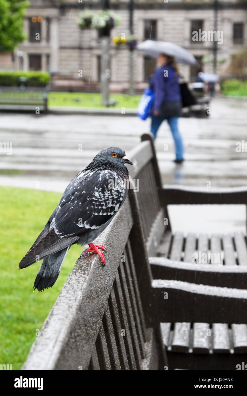 George square glasgow park hi-res stock photography and images - Alamy