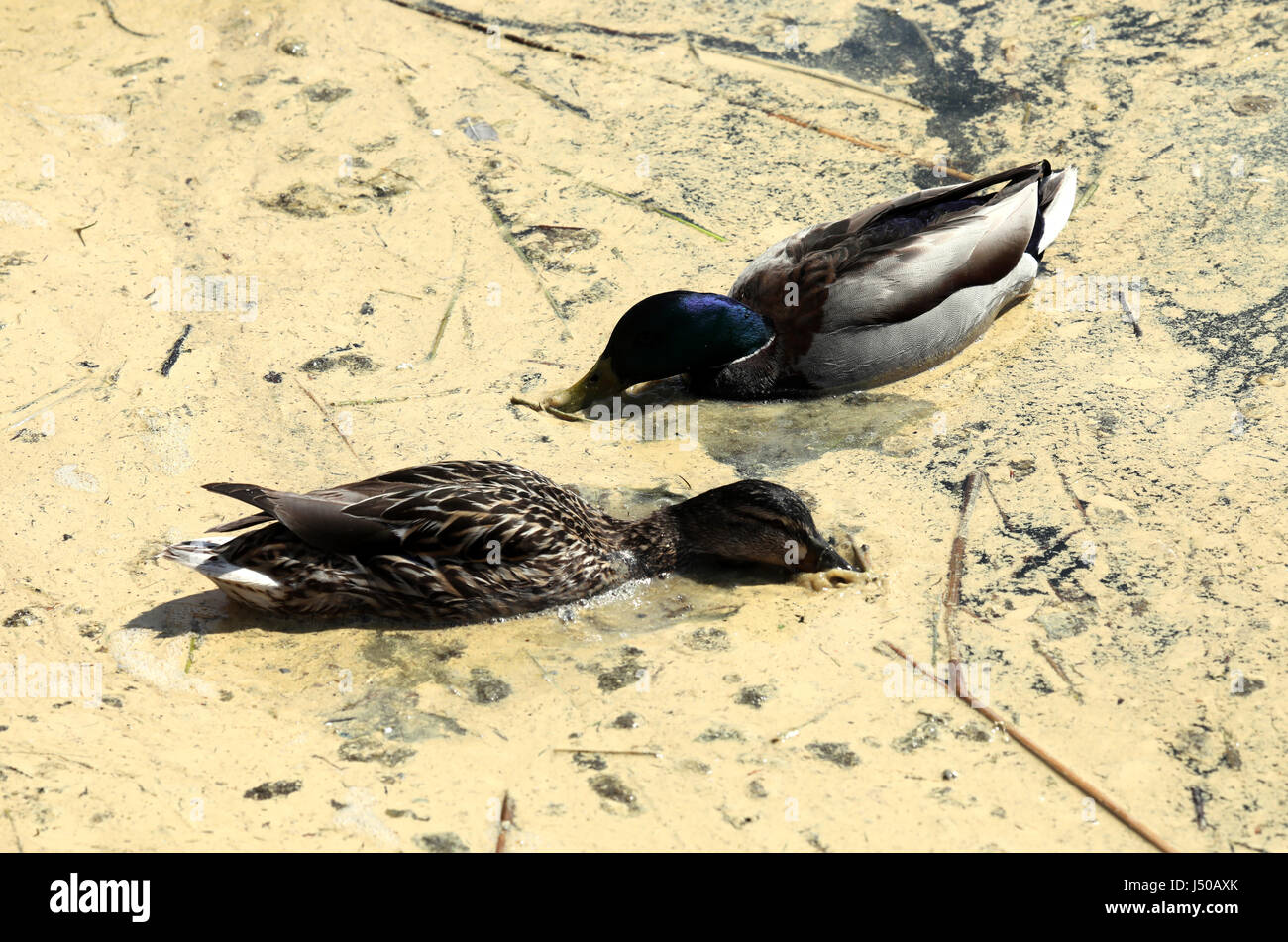 Ducks feast on pollen floating atop the waters in the city port of ...