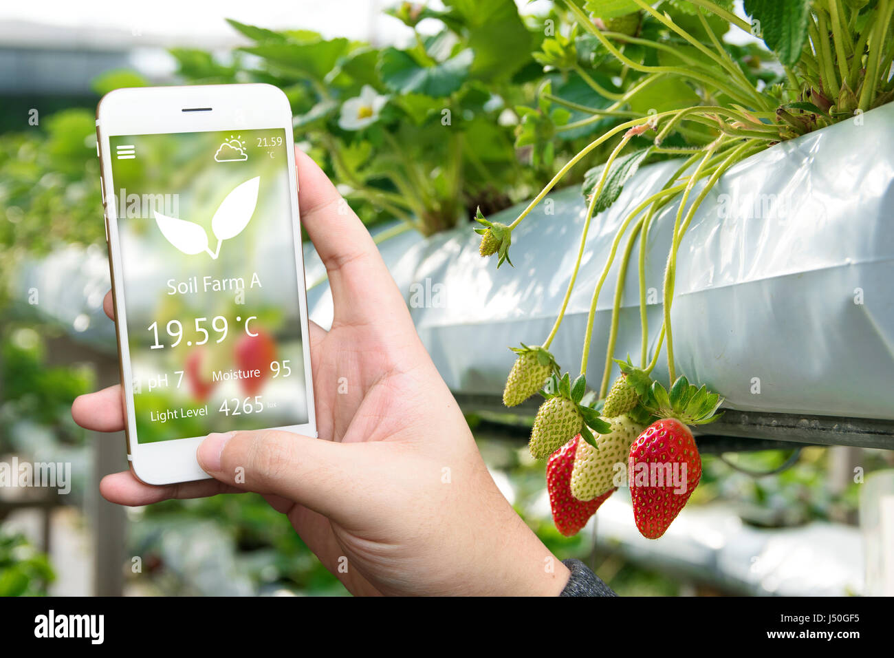 Smart agriculture, farm , sensor concept. Farmer hand using mobile ...