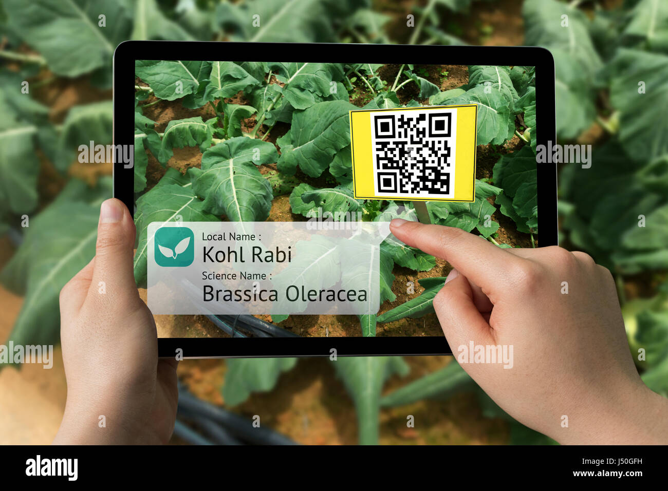 Smart agriculture, farm , industry 4.0 , Augmented reality concept ...