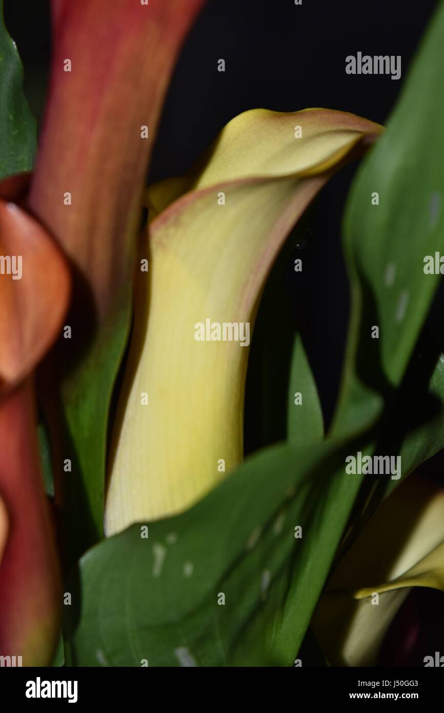 Potted calla lily hi-res stock photography and images - Alamy