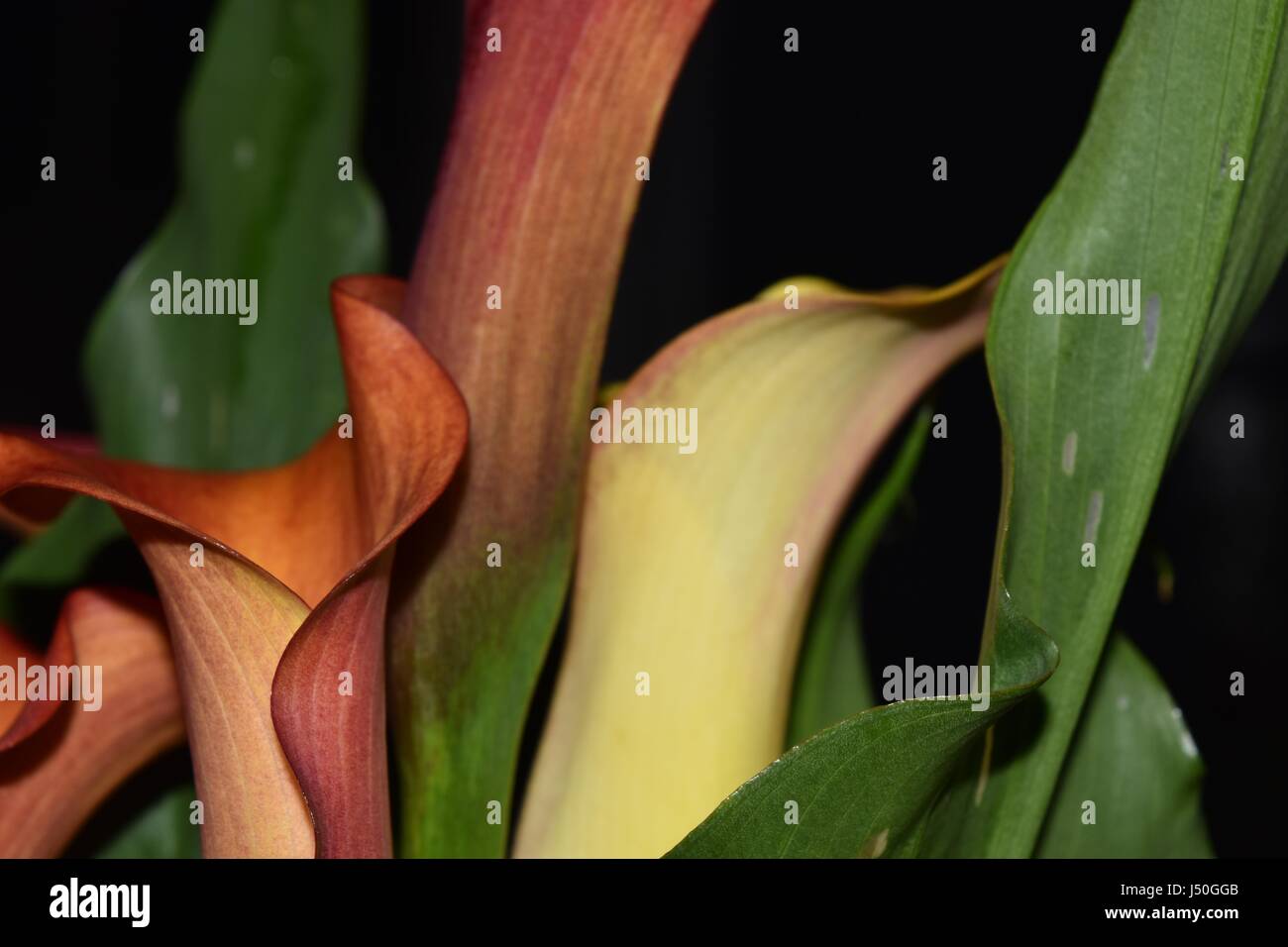 Potted calla lily hi-res stock photography and images - Alamy