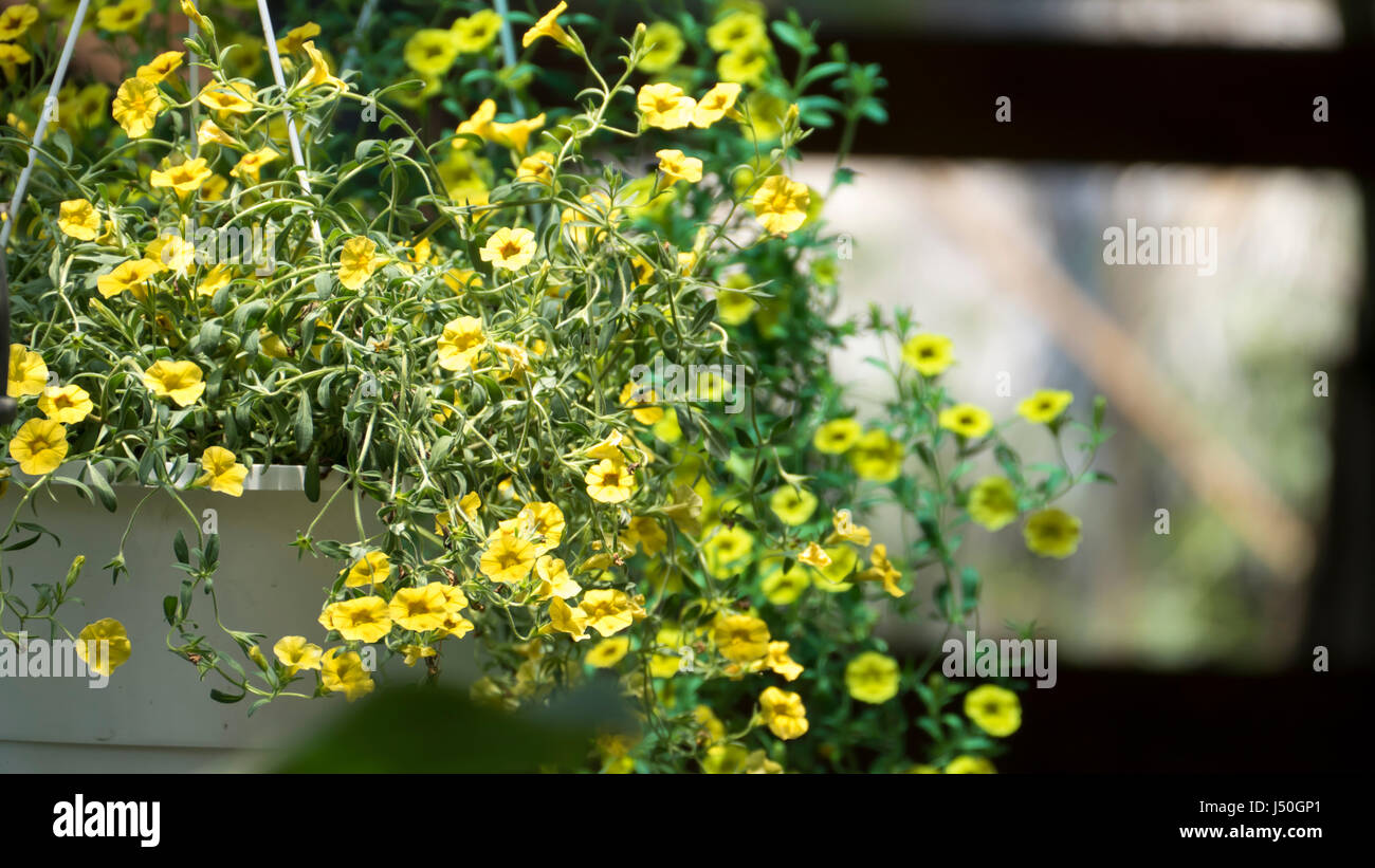 The Amazing view of colorful flowering in the garden under the natural ...