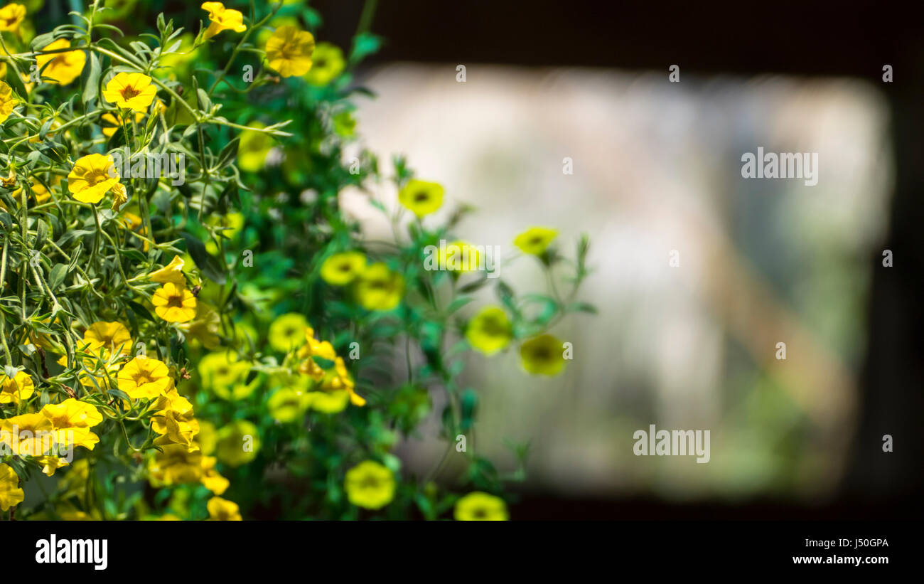 The Amazing view of colorful flowering in the garden under the natural ...