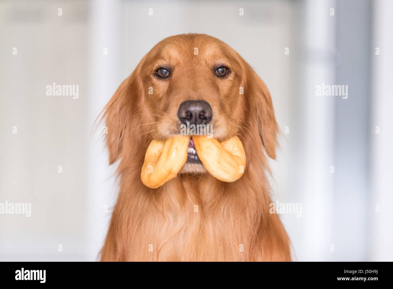 Golden Retriever eating doughnuts Stock Photo - Alamy