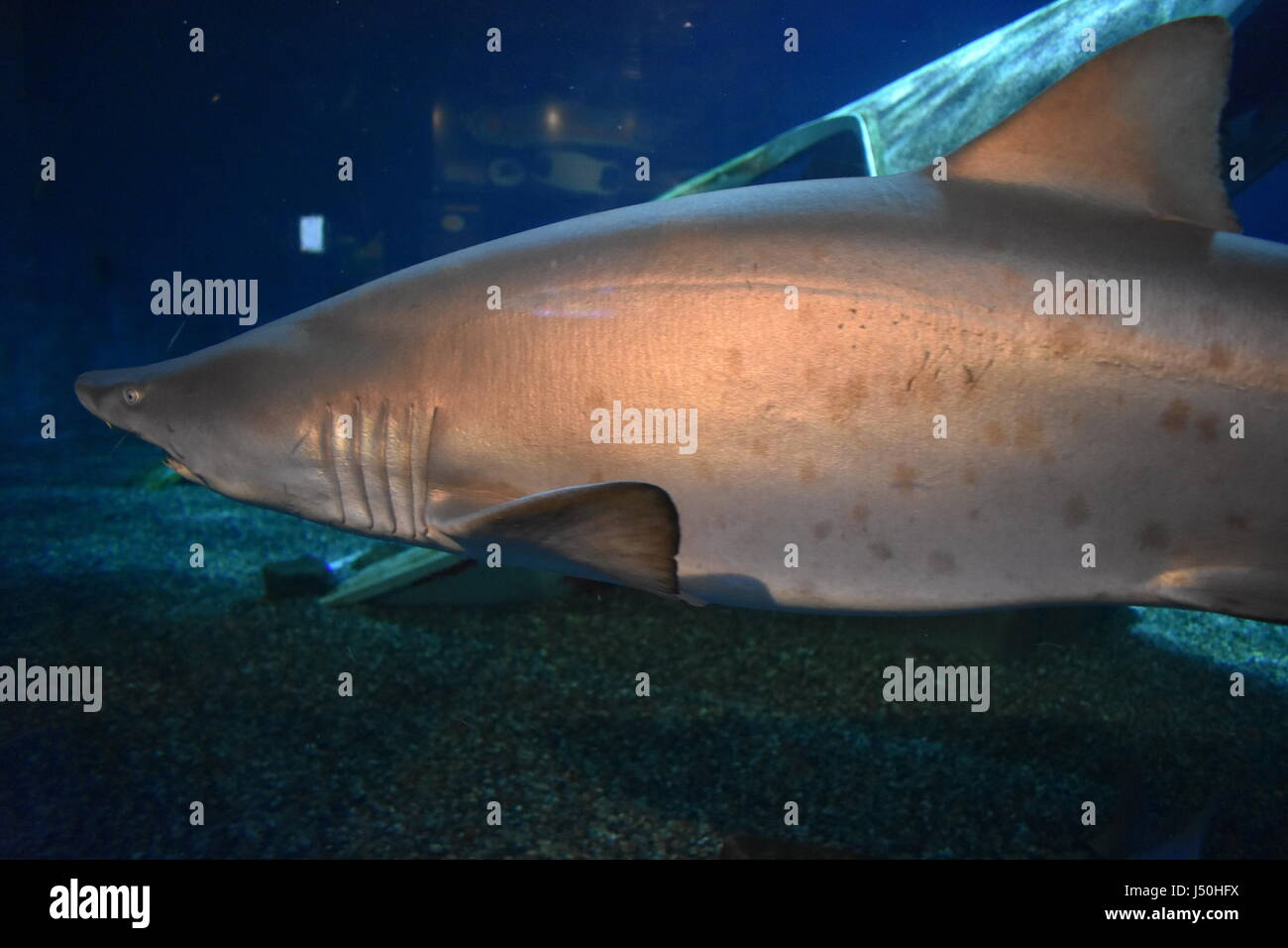 Nurse Shark at the Mystic CT Aquarium Stock Photo - Alamy
