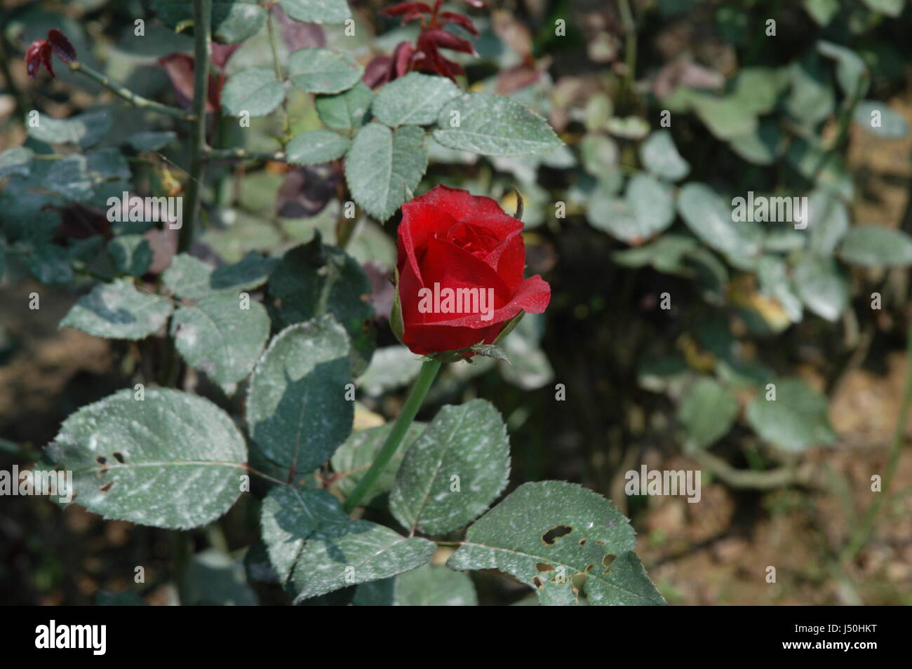 Red rose in the garden Stock Photo - Alamy