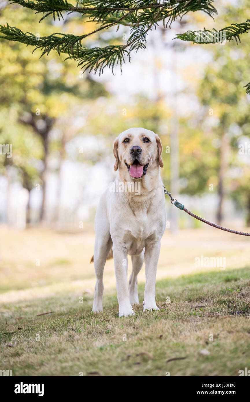 The Labrador retriever playing on the grass Stock Photo - Alamy