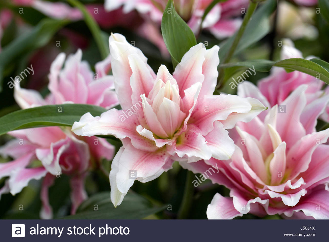 Asiatic Lilies Garden Stock Photos & Asiatic Lilies Garden Stock Images ...