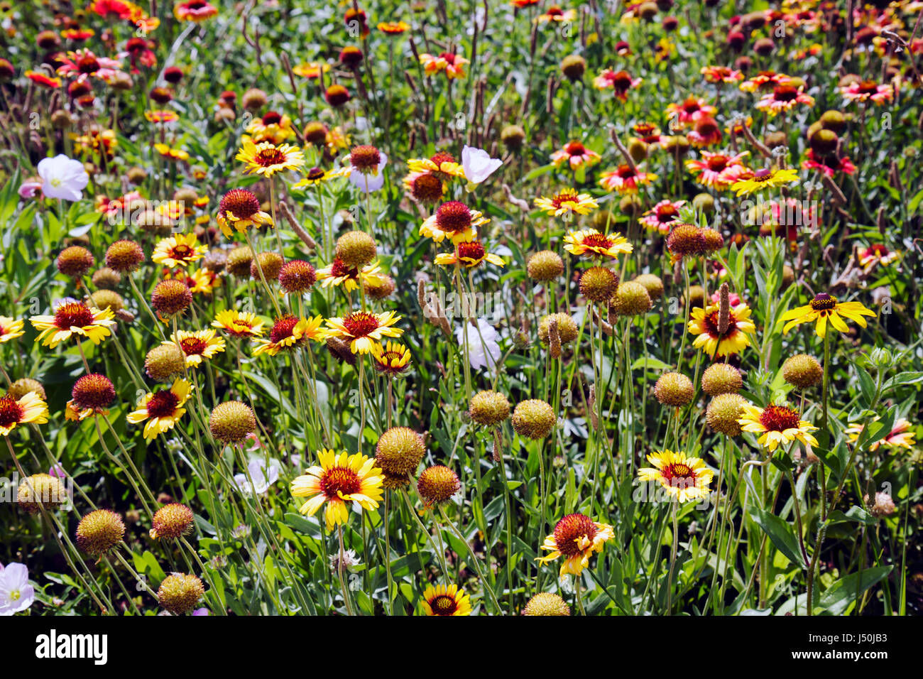 Alabama wild flowers High Resolution Stock Photography and Images - Alamy